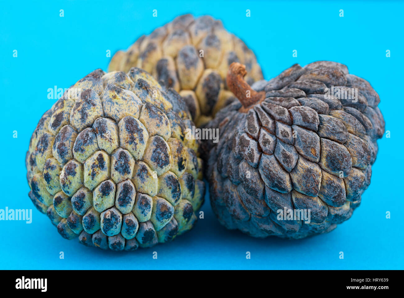 Sugar apple or Custard apple (Cherimoya) on a light-blue background ...