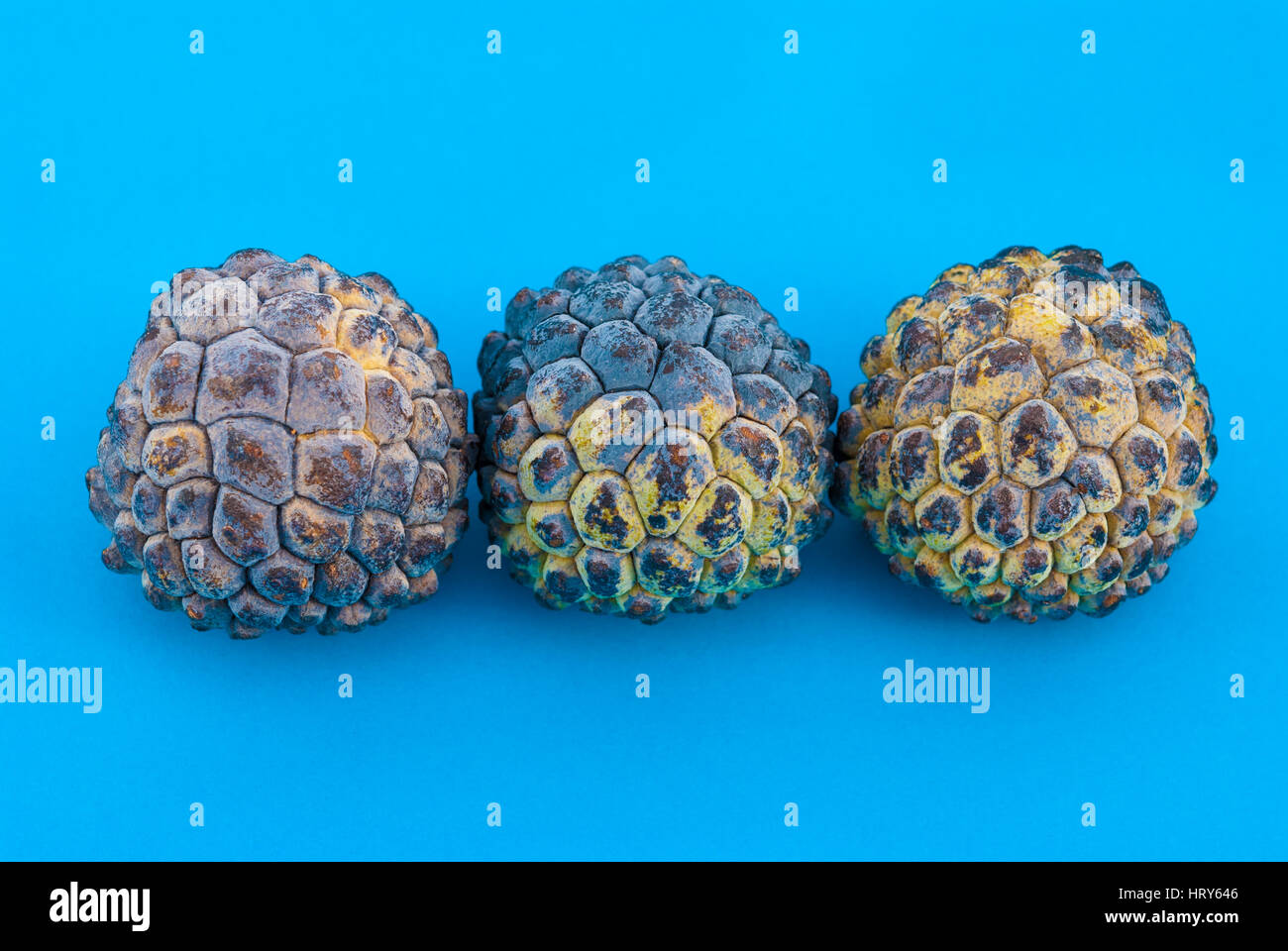 Sugar apple or Custard apple (Cherimoya) on a light-blue background ...