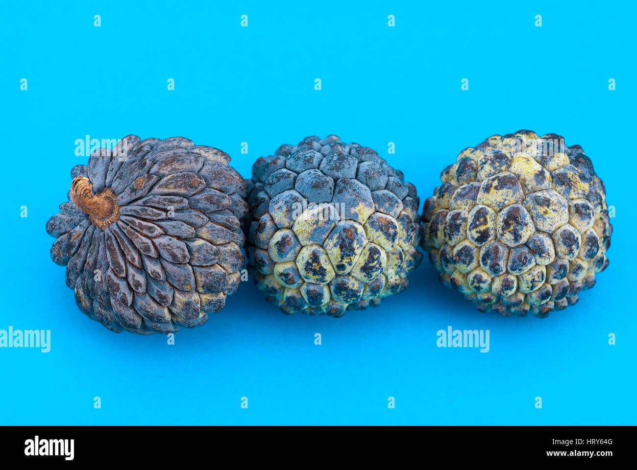 Sugar apple or Custard apple (Cherimoya) on a light-blue background ...