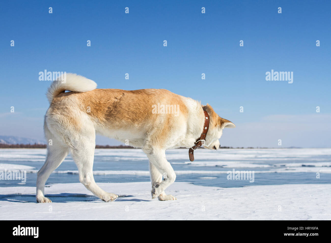 Beautiful Japanese dog Akita Inu is coming on the snow and ice of Lake ...
