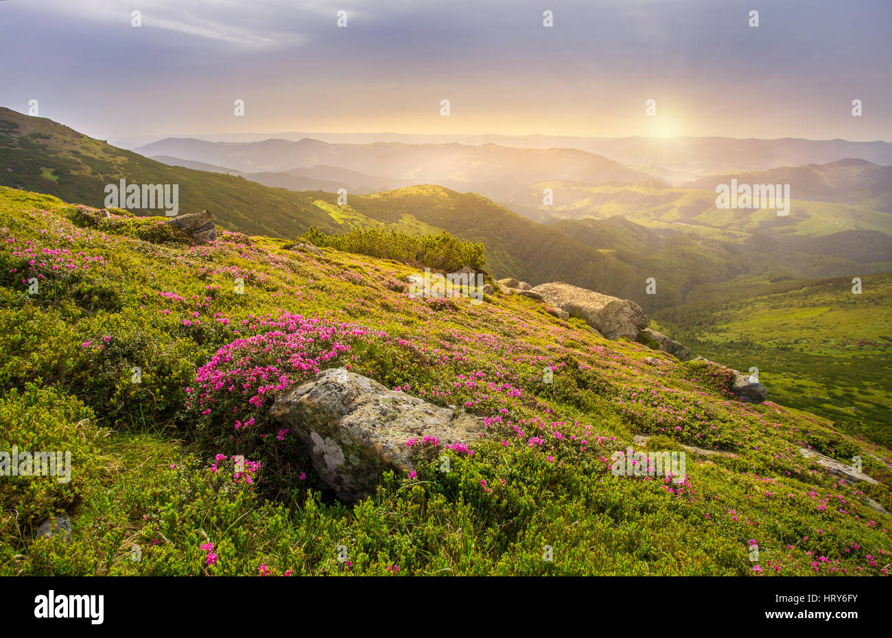 Spring landscape in mountains with Flower of a rhododendron and the ...