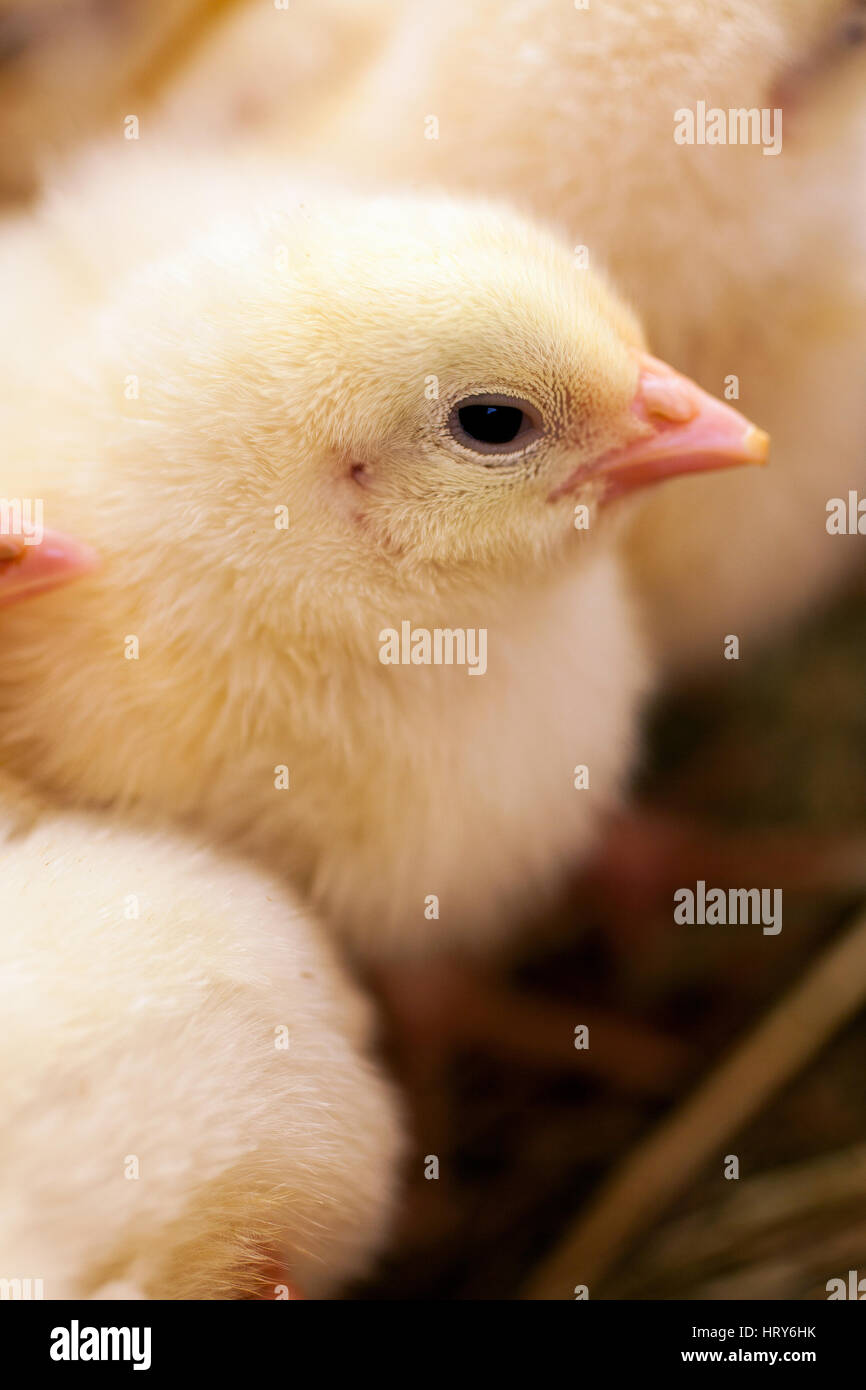 Hen Yellow Chick Little chicken closeup Baby Chicken Stock Photo - Alamy