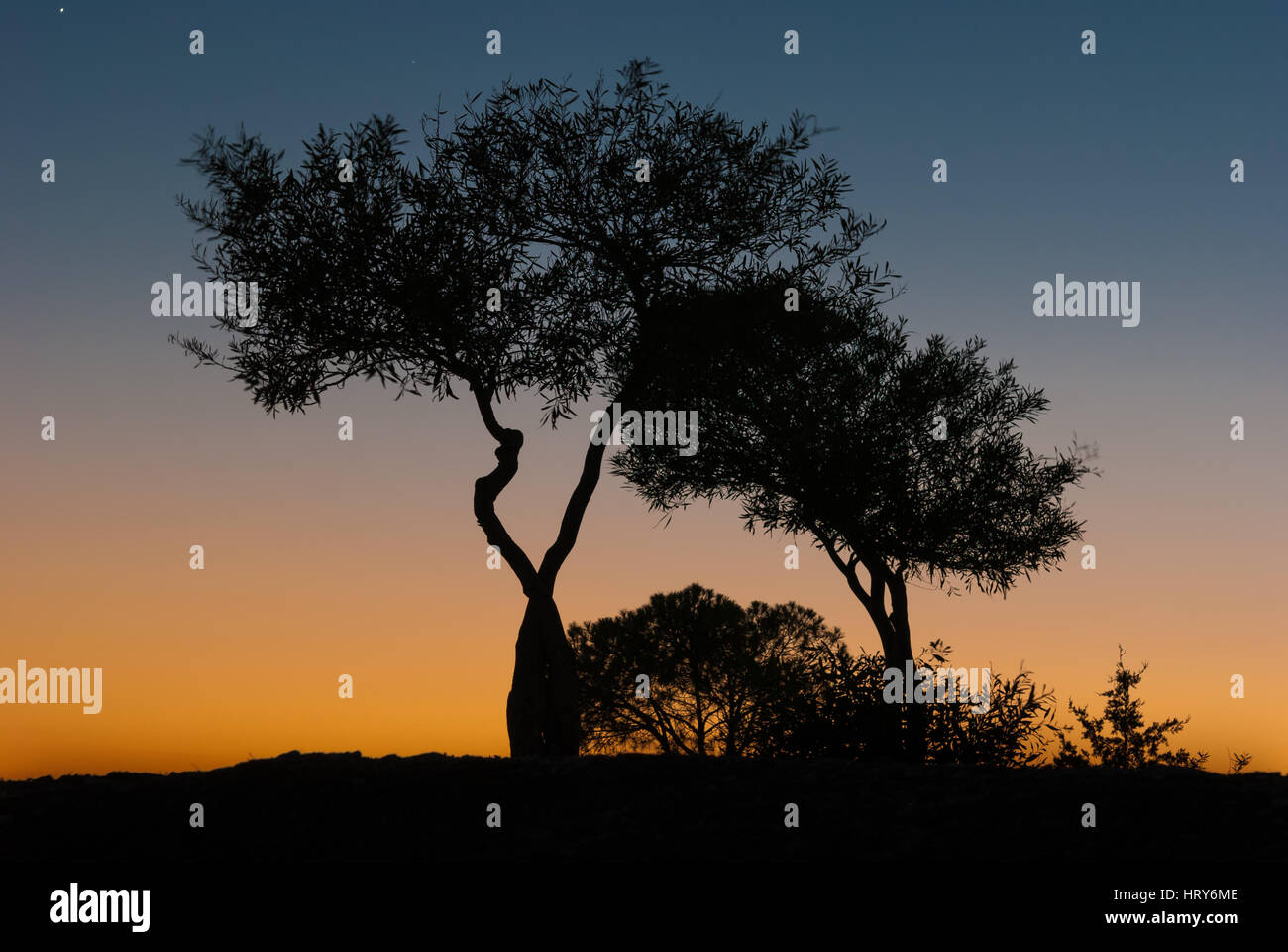 Tree silhouette at sunset Stock Photo - Alamy