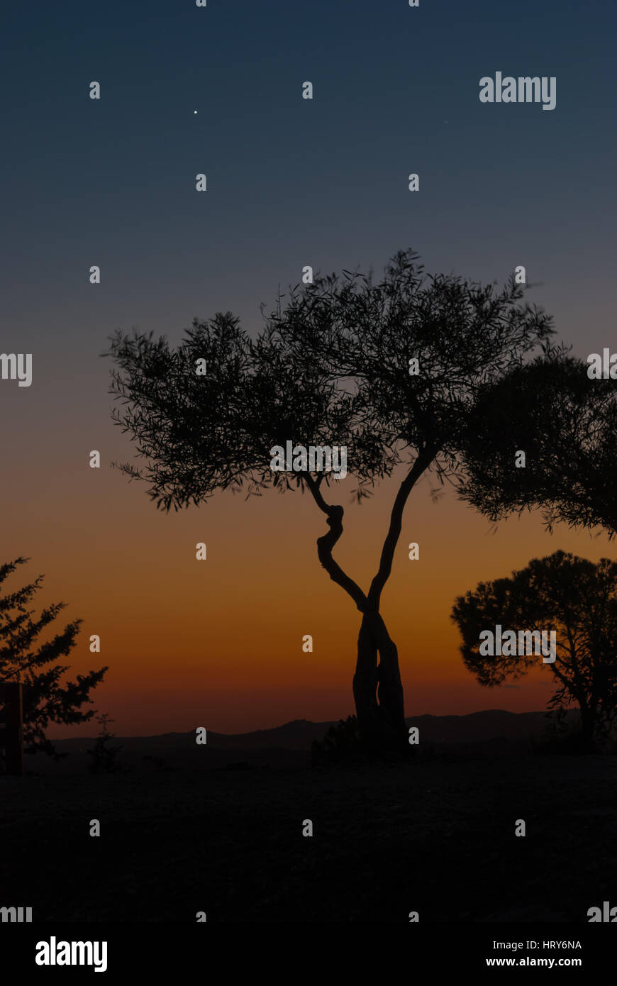 Tree silhouette at sunset Stock Photo - Alamy