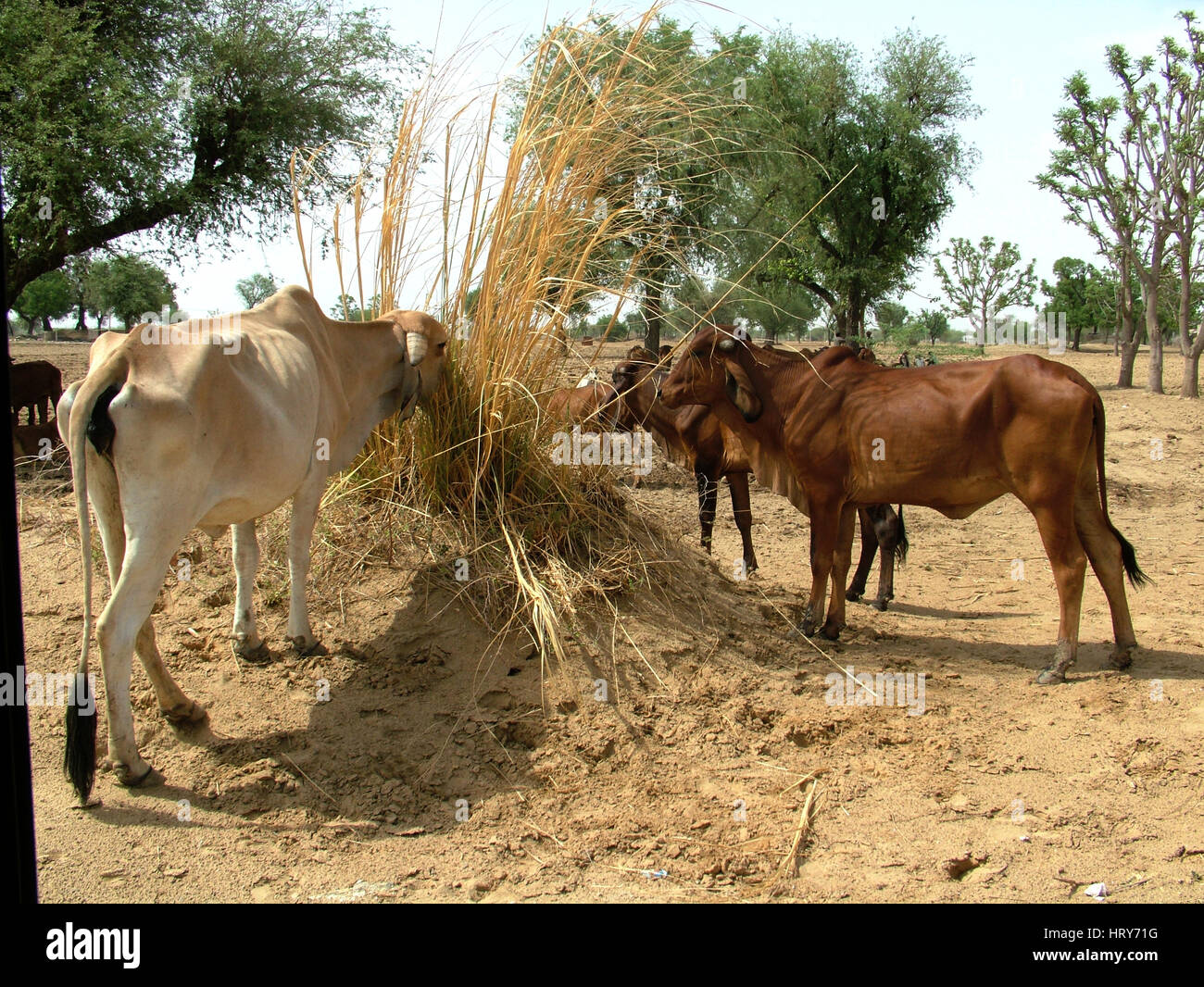 Rajasthan village red turban hi-res stock photography and images - Alamy