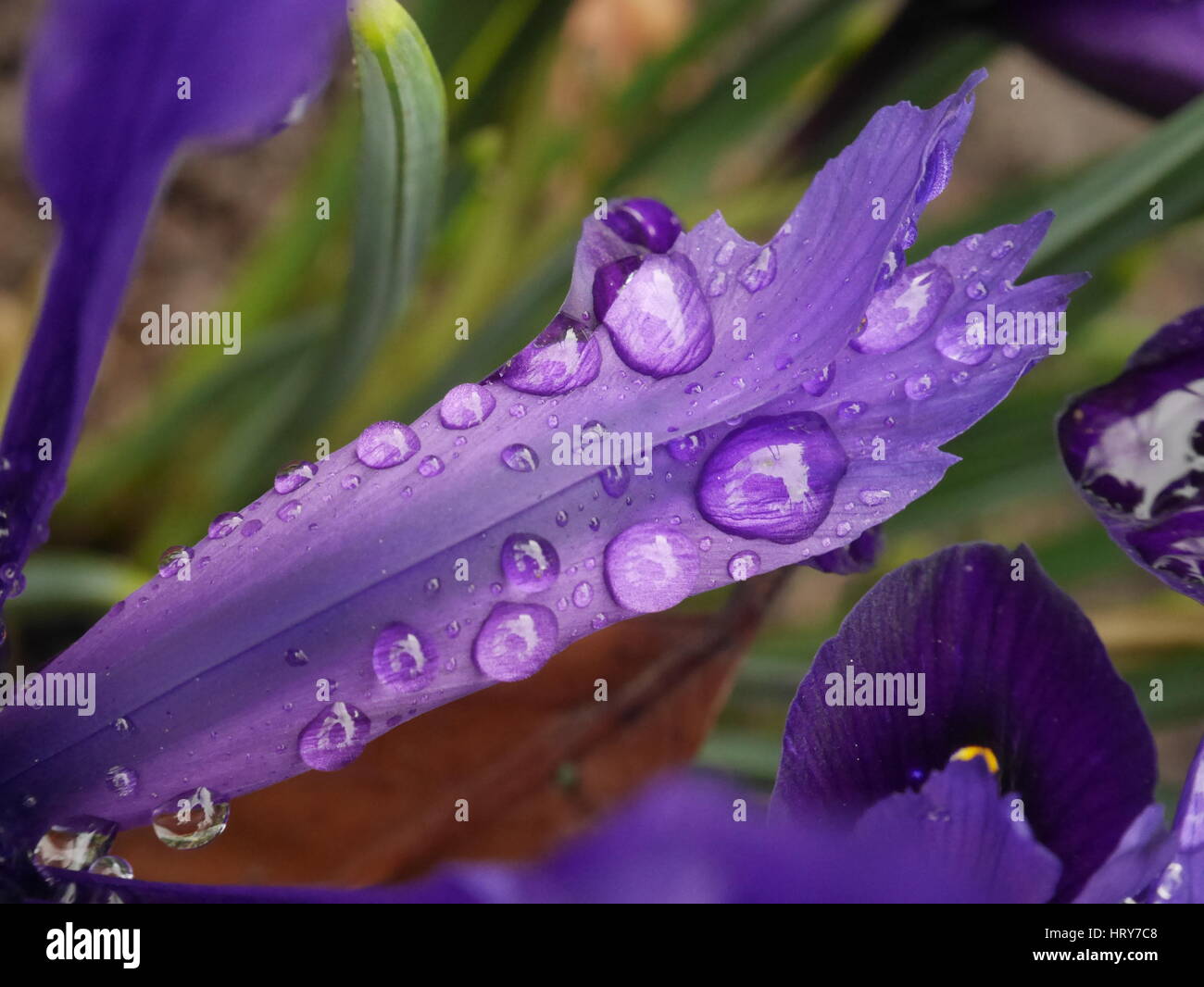 Raindrops on Iris Petal Stock Photo - Alamy