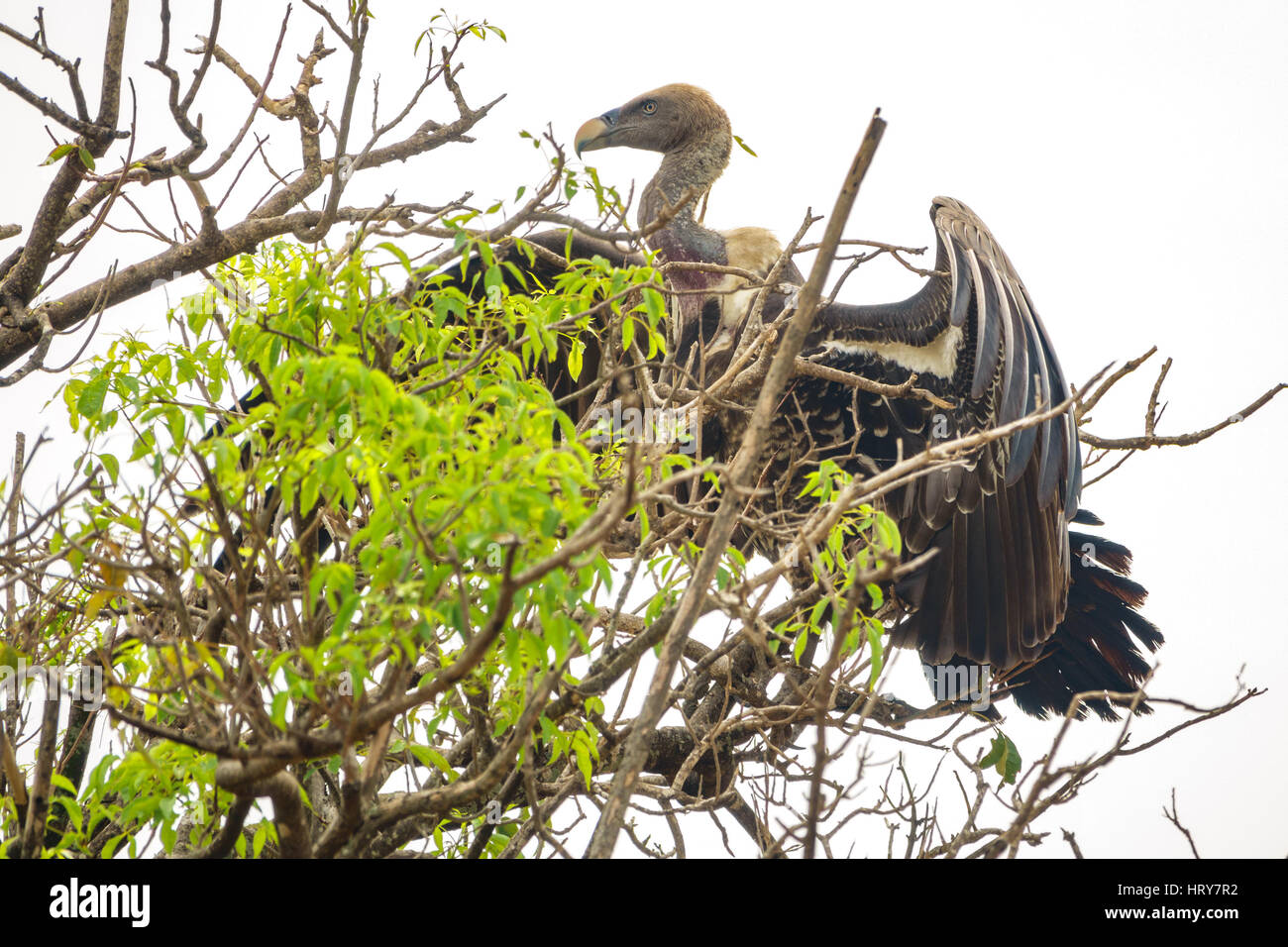 Entire vulture standing tall on top of a tree, extended wings Stock ...
