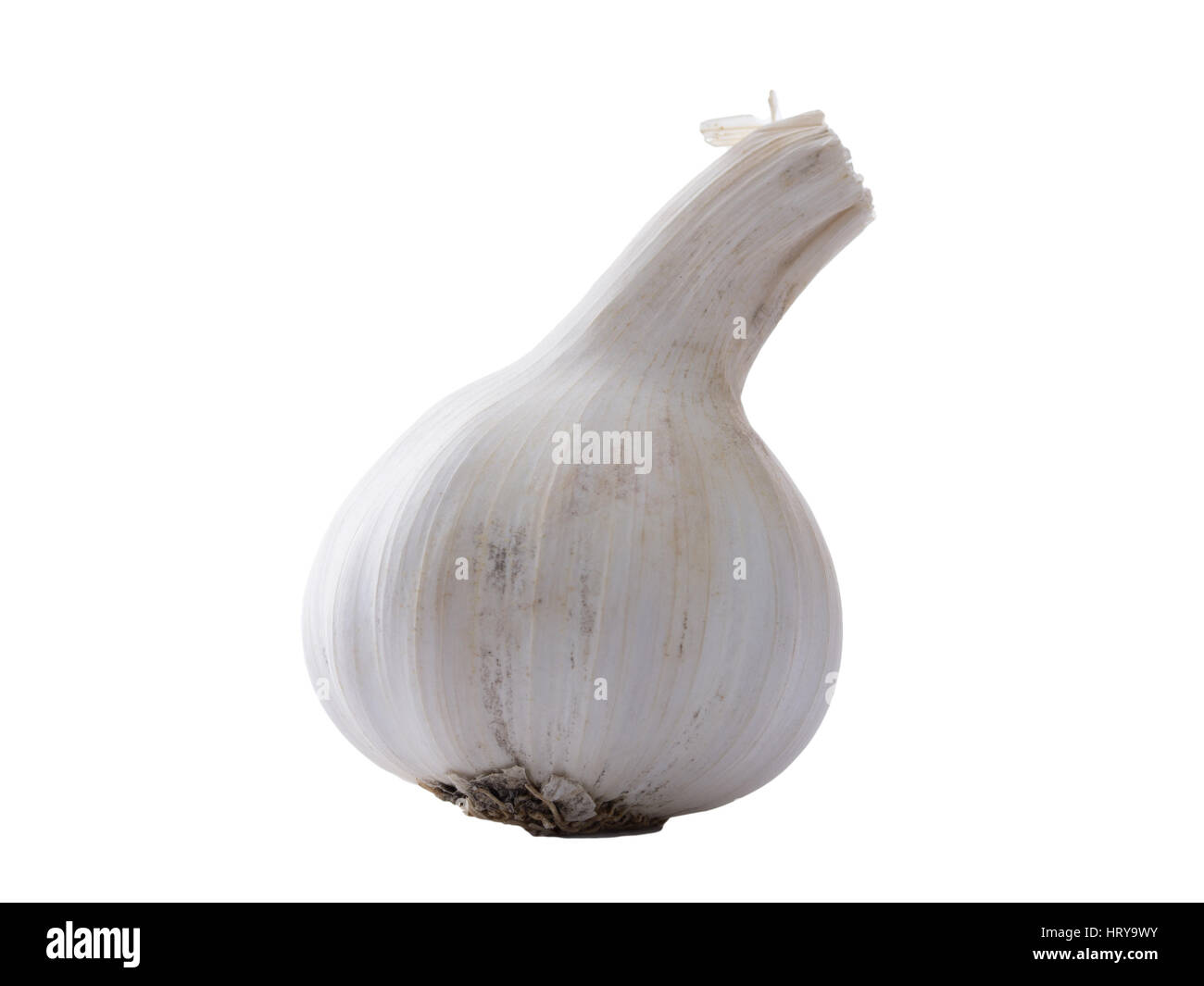 Close up of garlic or allium sativum, isolated in front of a white ...