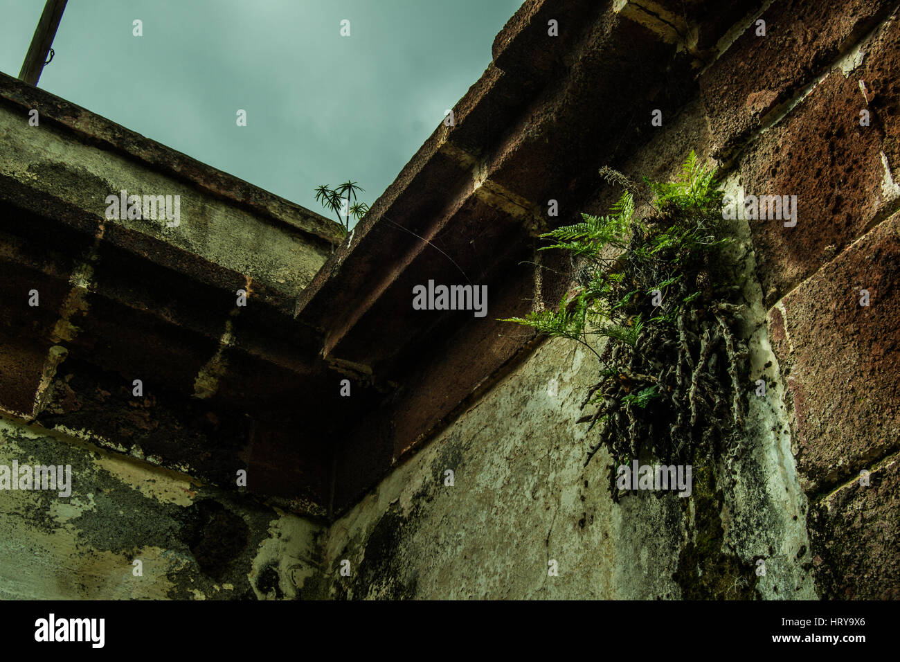 Power of weed hi-res stock photography and images - Alamy
