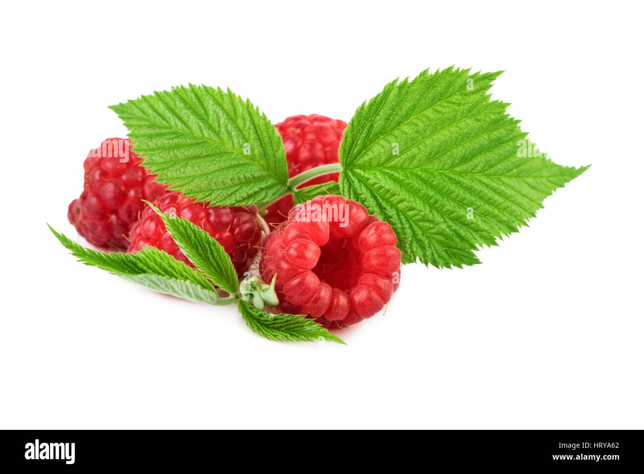Raspberry plant close up hi-res stock photography and images - Alamy