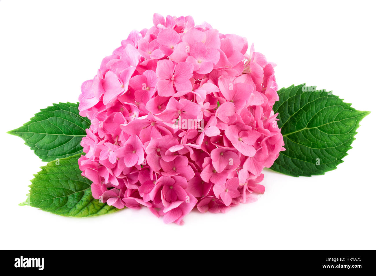 Hydrangea leaves spring Cut Out Stock Images & Pictures - Alamy