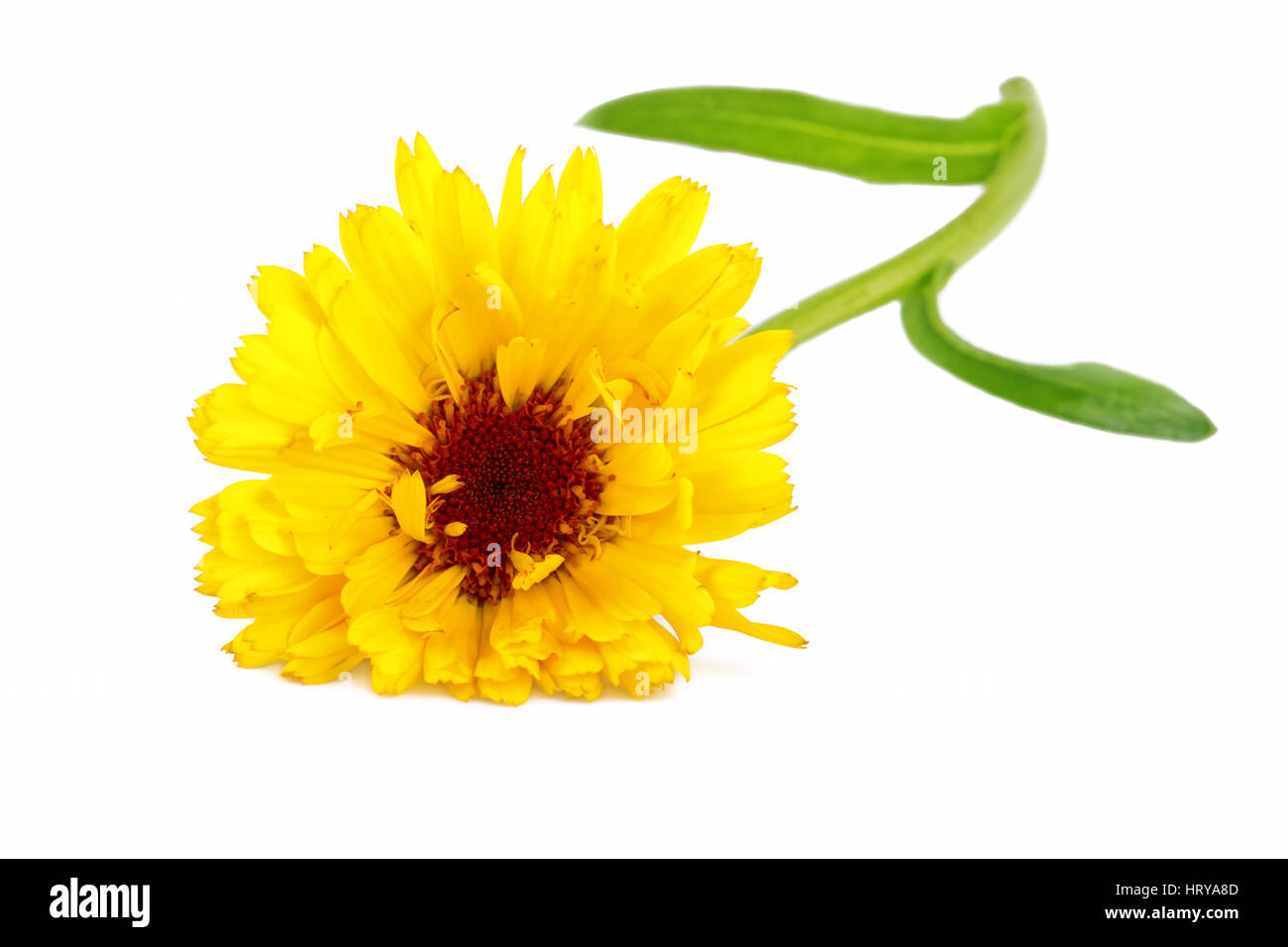 Single marigold flower calendula officinalis hi-res stock photography ...
