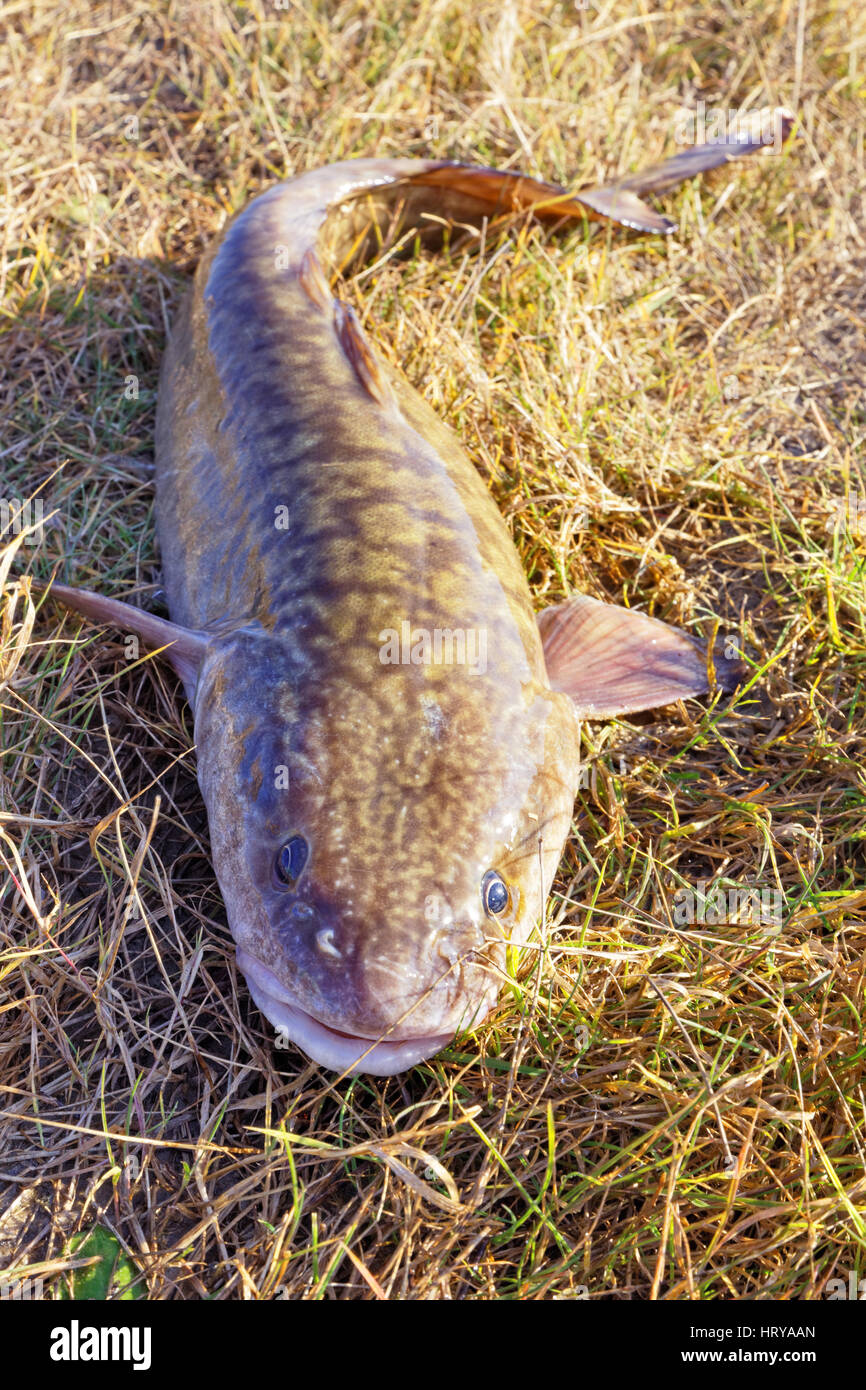 Burbot fish hi-res stock photography and images - Alamy