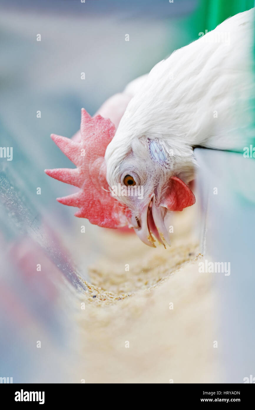 White hen are fed from the trough on poultry farm Stock Photo - Alamy