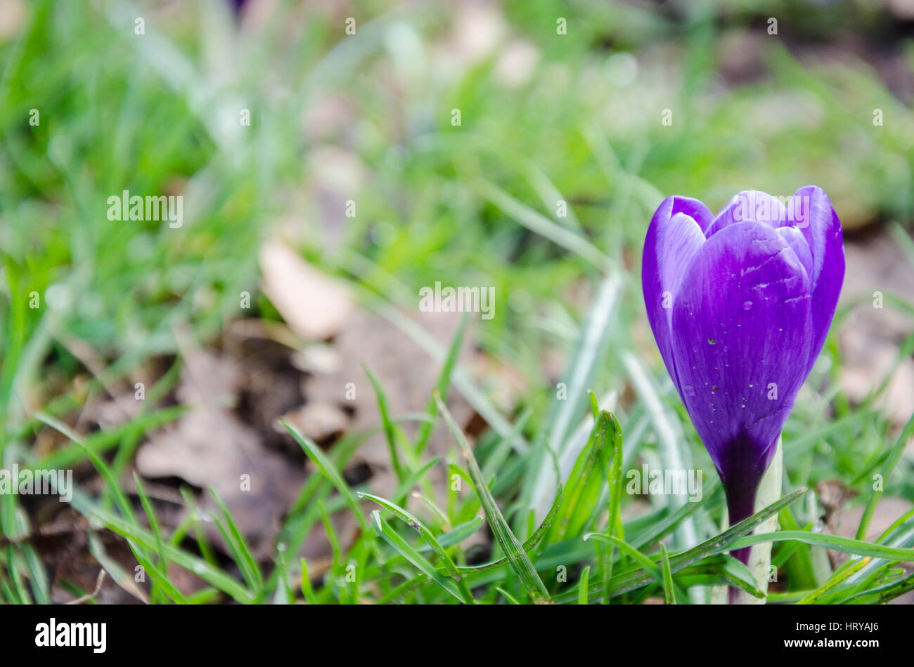 A close up view of a purple crocus, a spring flower which grows from a ...