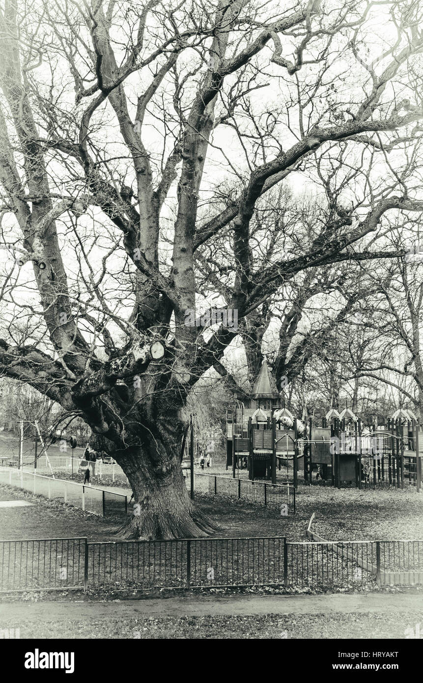 An old, gnarly tree in Prospect Park in Reading, Berkshire Stock Photo ...