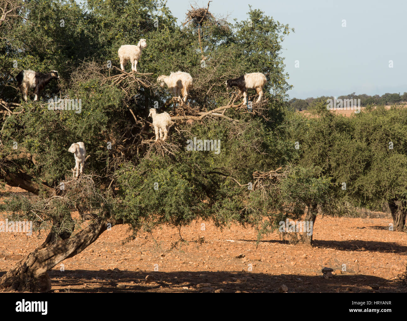 Climbing goats on argan trees in Morocco Stock Photo - Alamy