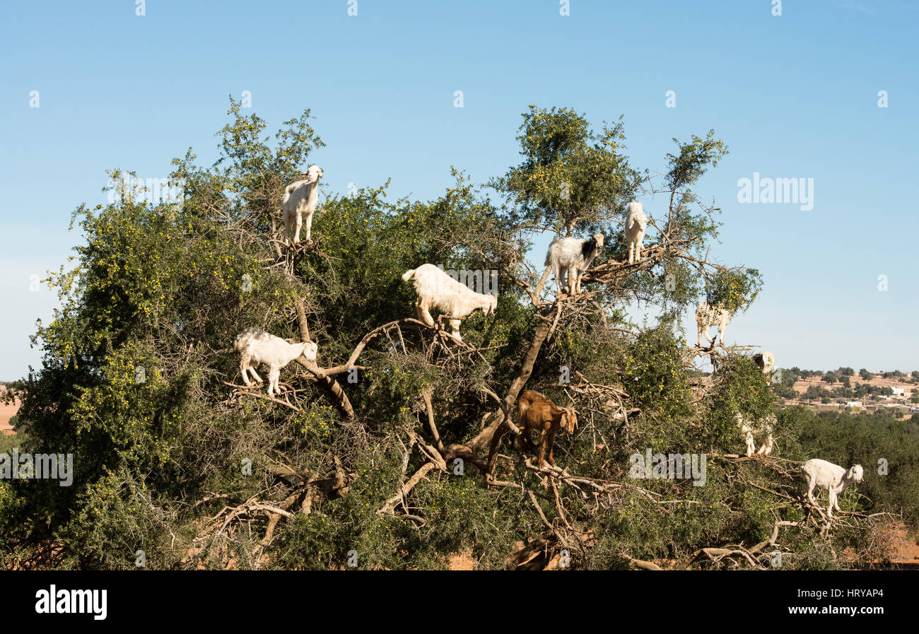Goats climbing argan trees hi-res stock photography and images - Alamy