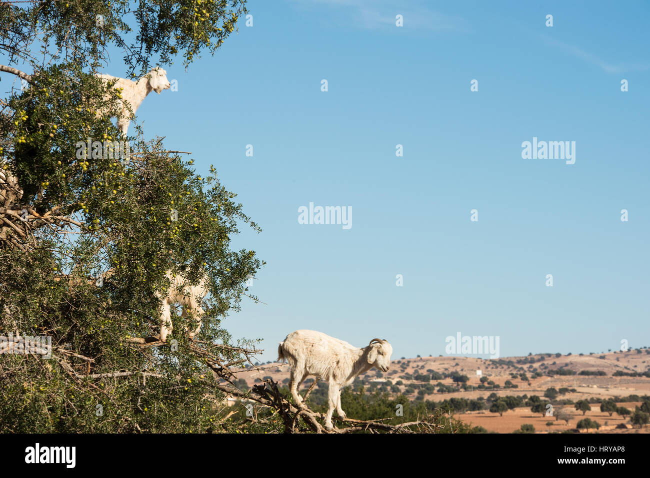 Climbing goats on argan trees in Morocco Stock Photo - Alamy