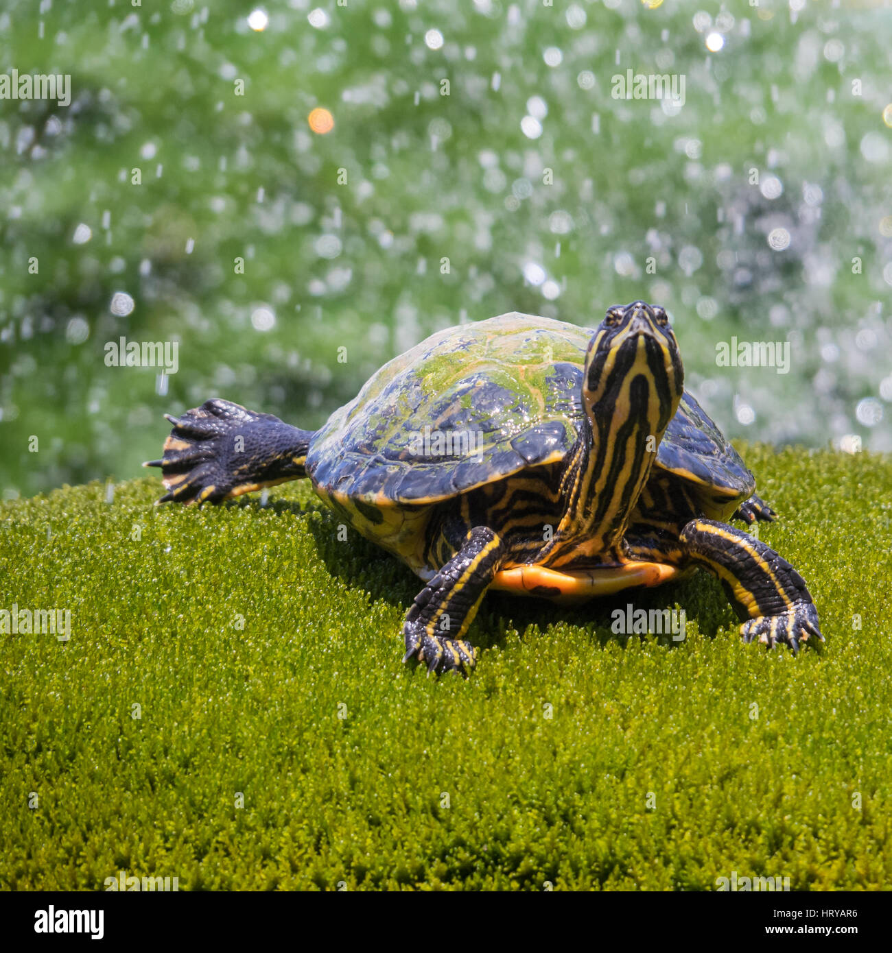 Closeup of a turtle, Testudines Stock Photo - Alamy