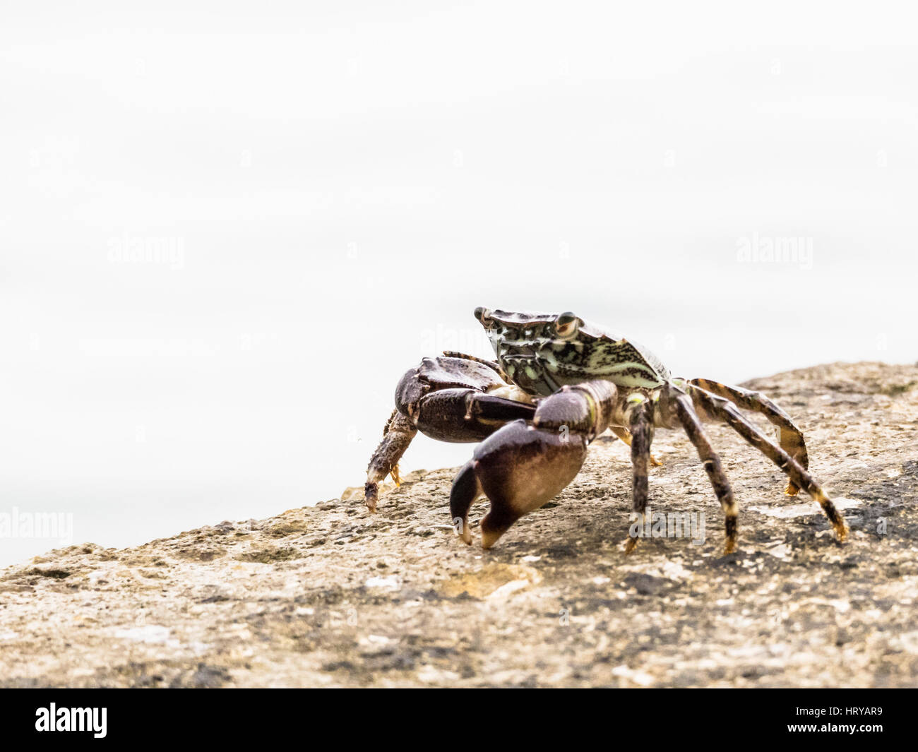 Closeup of a common shore crab Stock Photo - Alamy