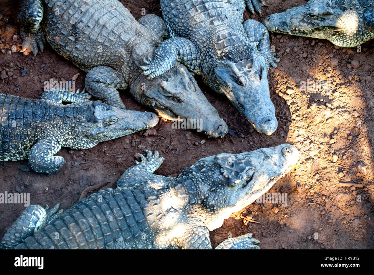 Cuban alligator hi-res stock photography and images - Alamy