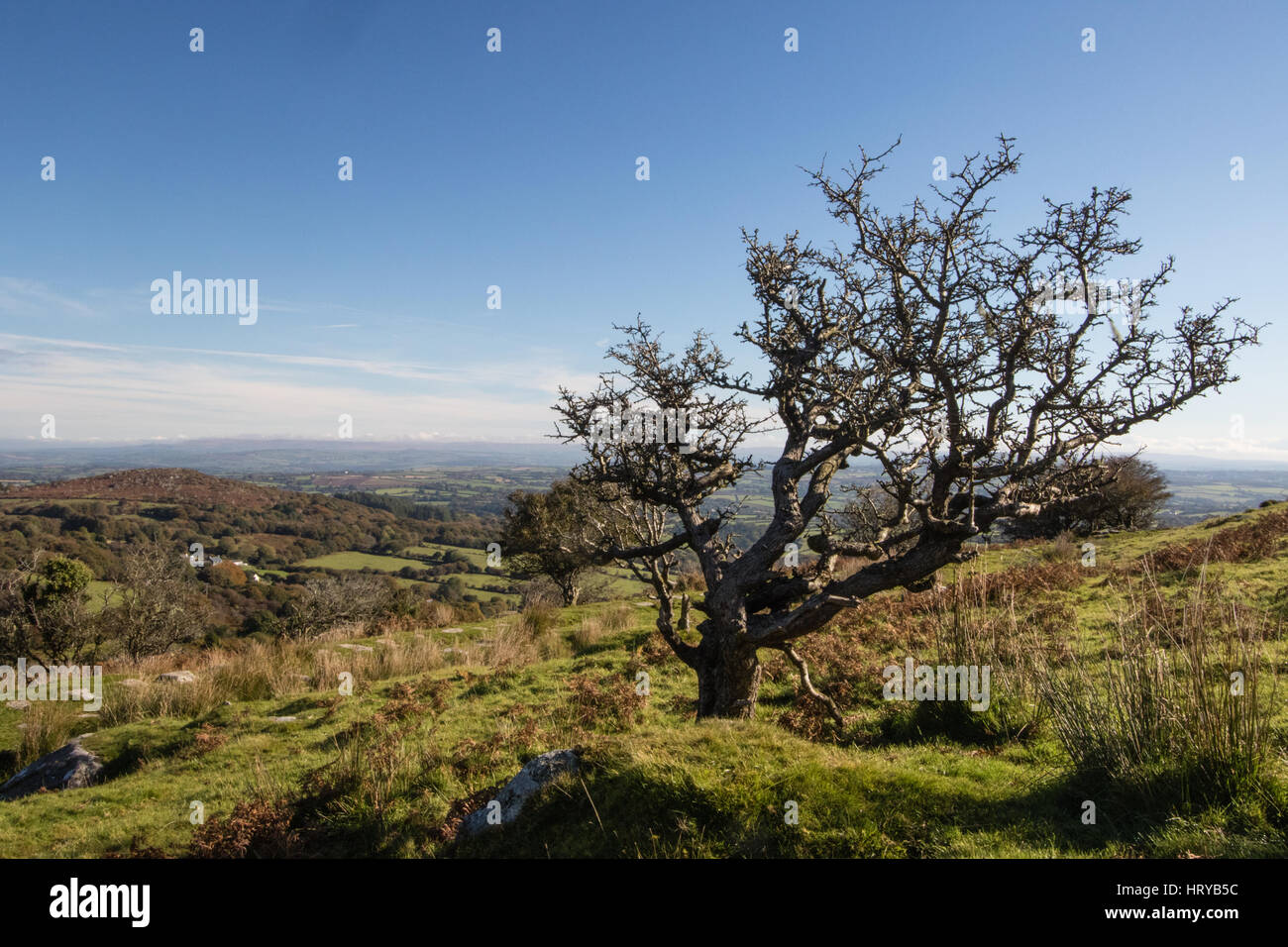 Windswept view hi-res stock photography and images - Alamy