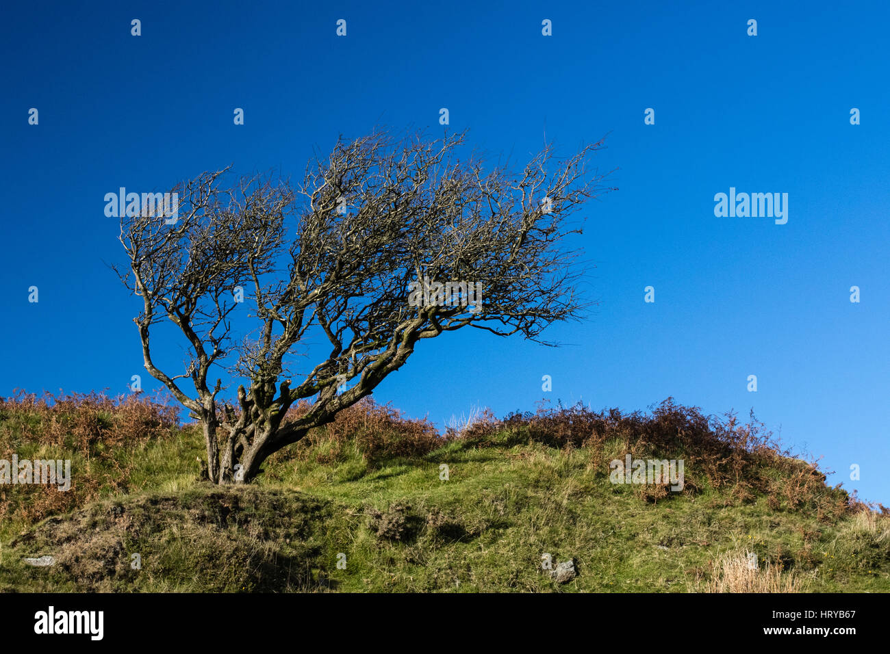 Windswept tree on Bodmin Moor, Cornwall Stock Photo - Alamy