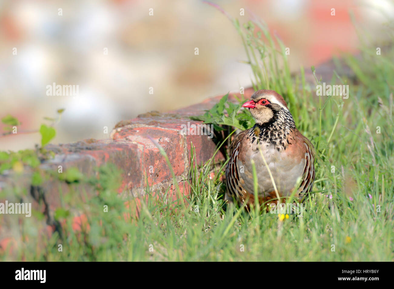 French Partridge or Red-legged Partridge(Alectoris rufa) resting in the ...