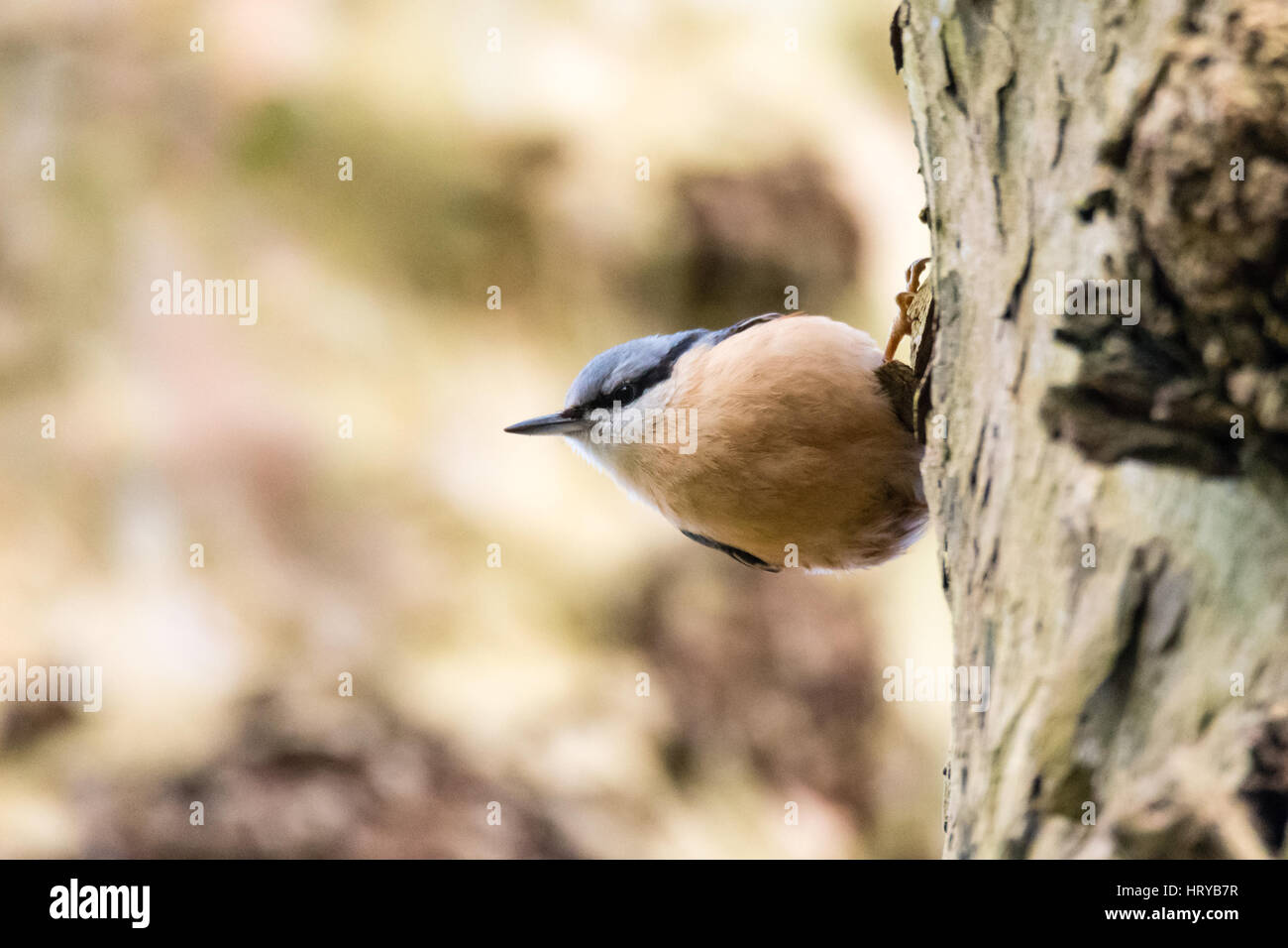 Bird uk insects bark tree hi-res stock photography and images - Alamy