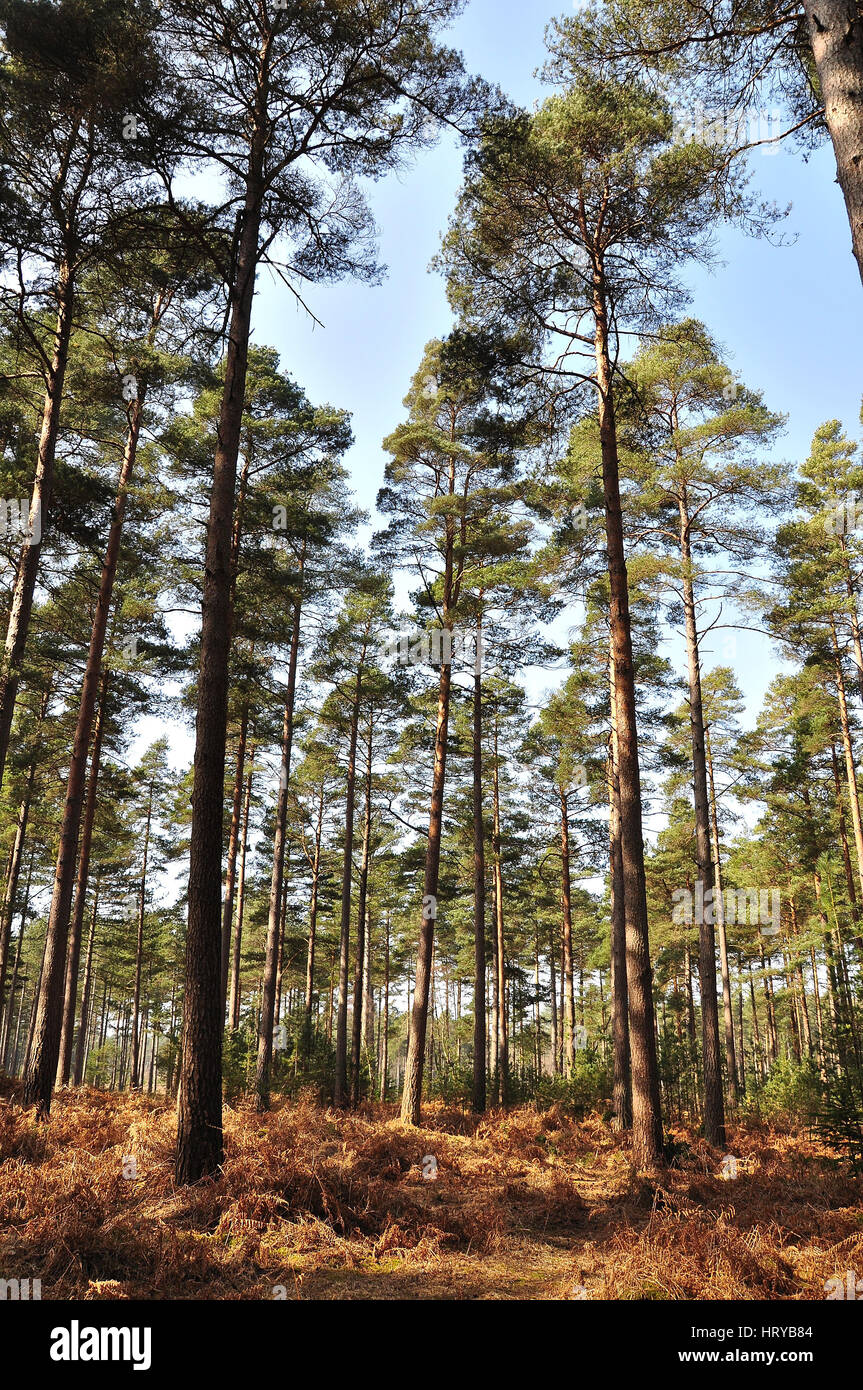 Pine trees in the New Forest National Park Stock Photo - Alamy
