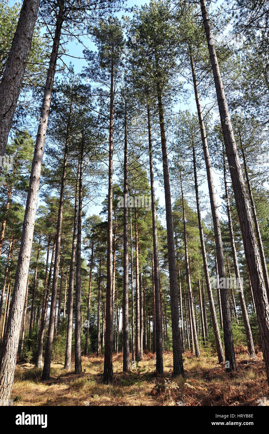 Pine trees in the New Forest National Park Stock Photo - Alamy