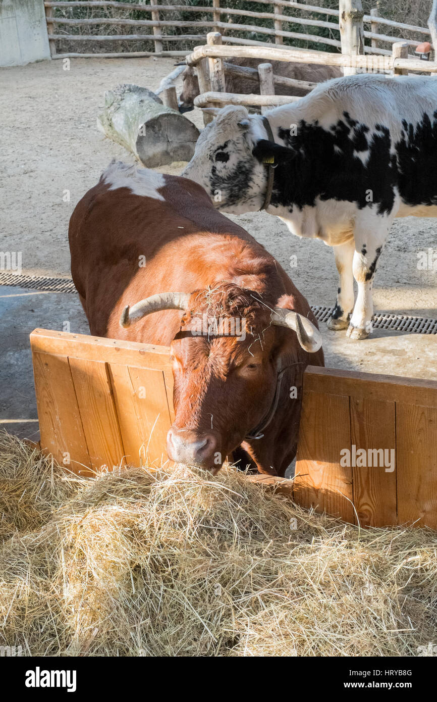Traditional alpine cattle, Schönbrunn Zoo,Vienna, Austria, Europe Stock ...