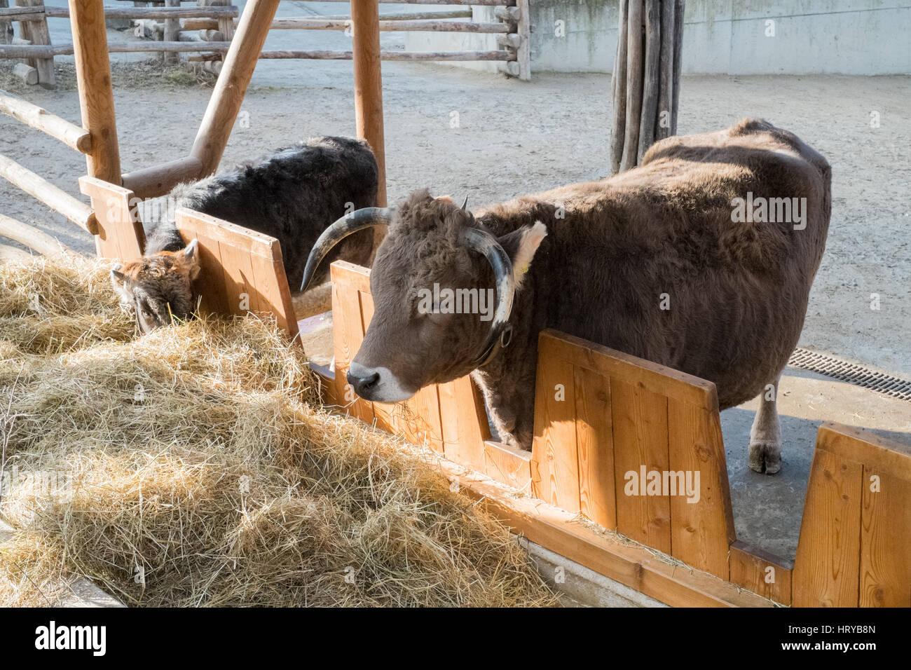 European cattle breeds hi-res stock photography and images - Alamy