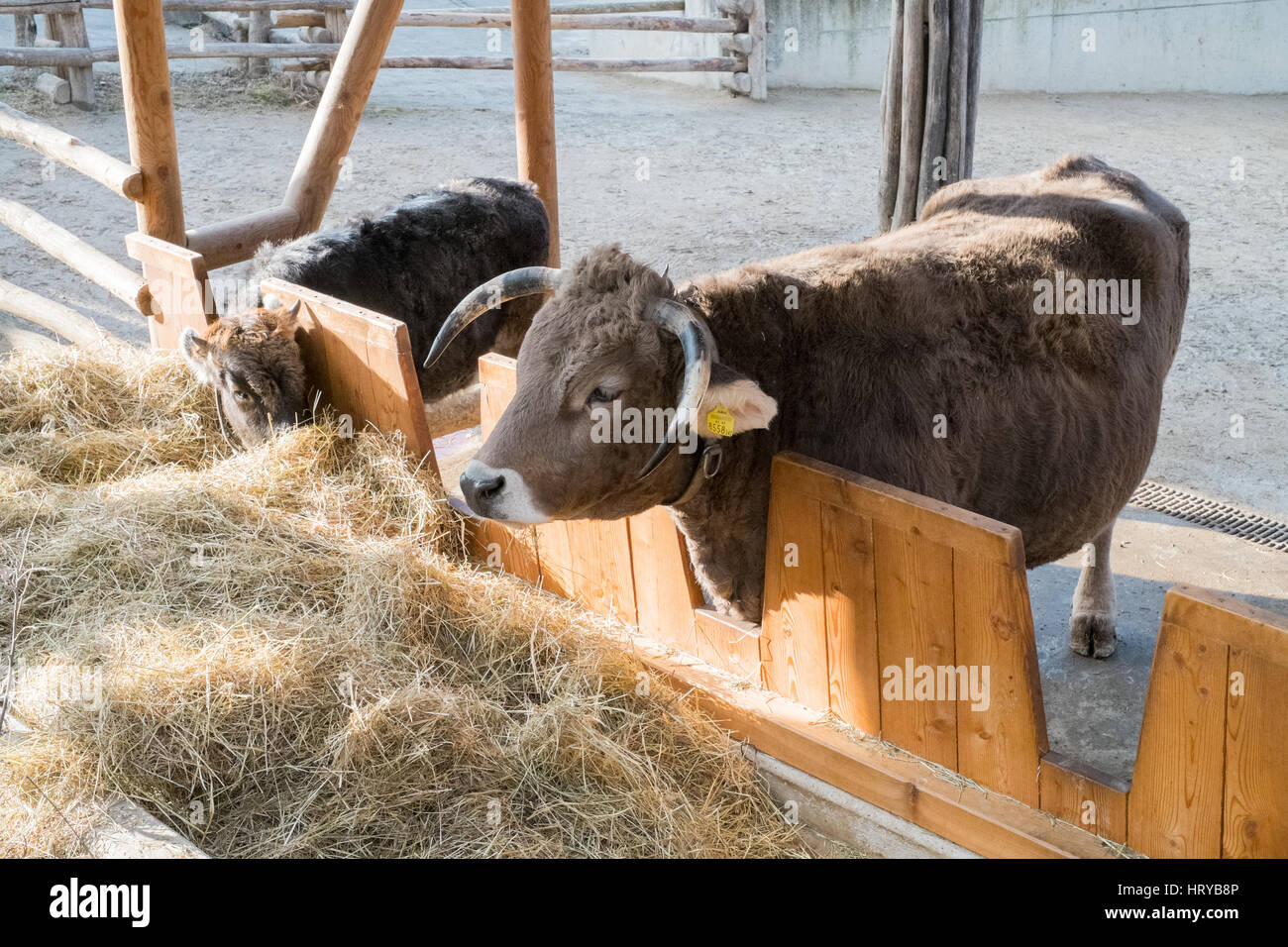 Traditional alpine cattle, Schönbrunn Zoo,Vienna, Austria, Europe Stock ...