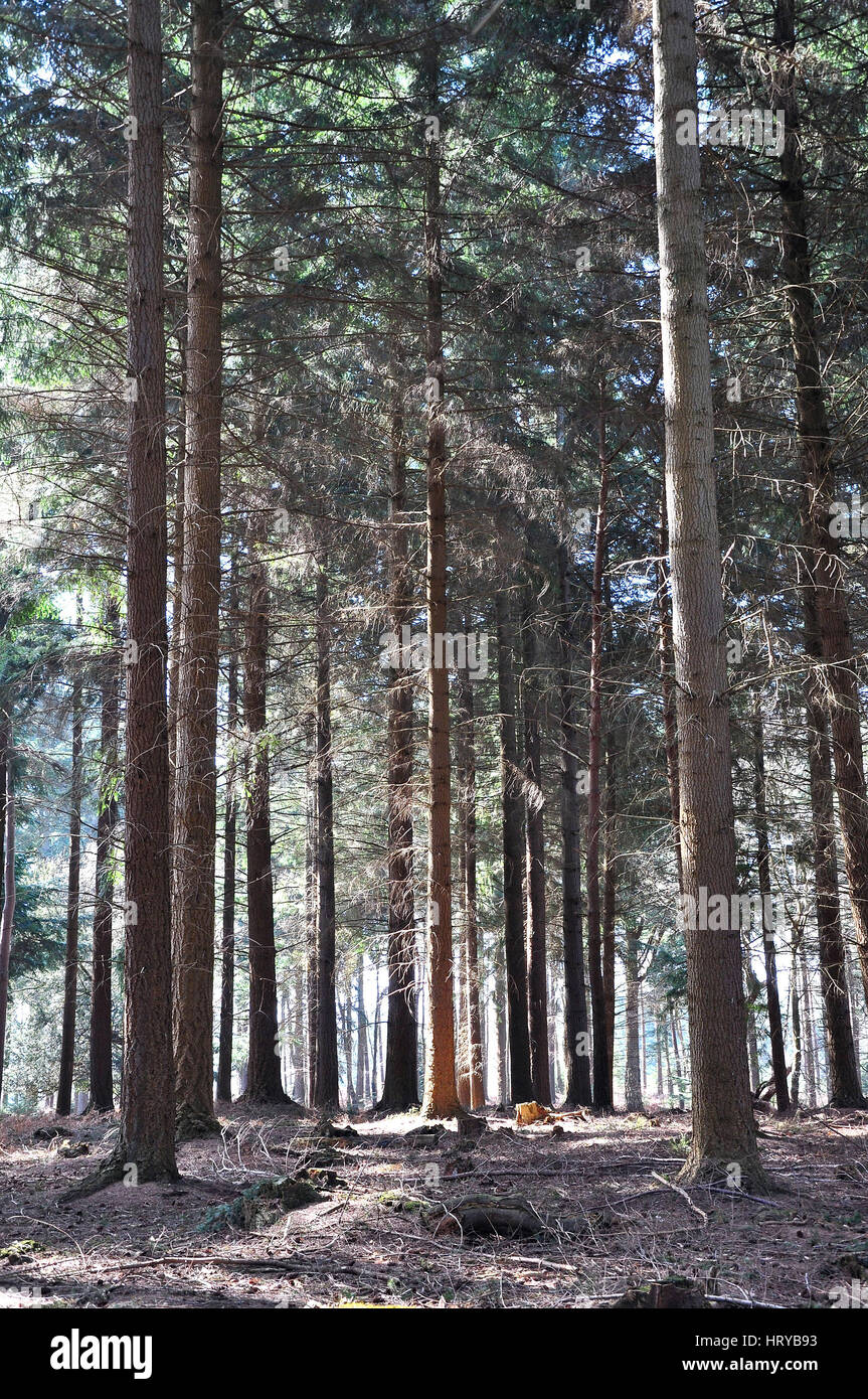 Pine tree forest Stock Photo - Alamy