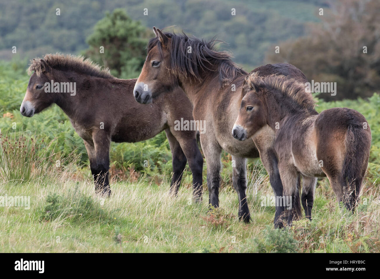 Exmoor ponies, Exmoor, Devon/Somerset, UK Stock Photo - Alamy