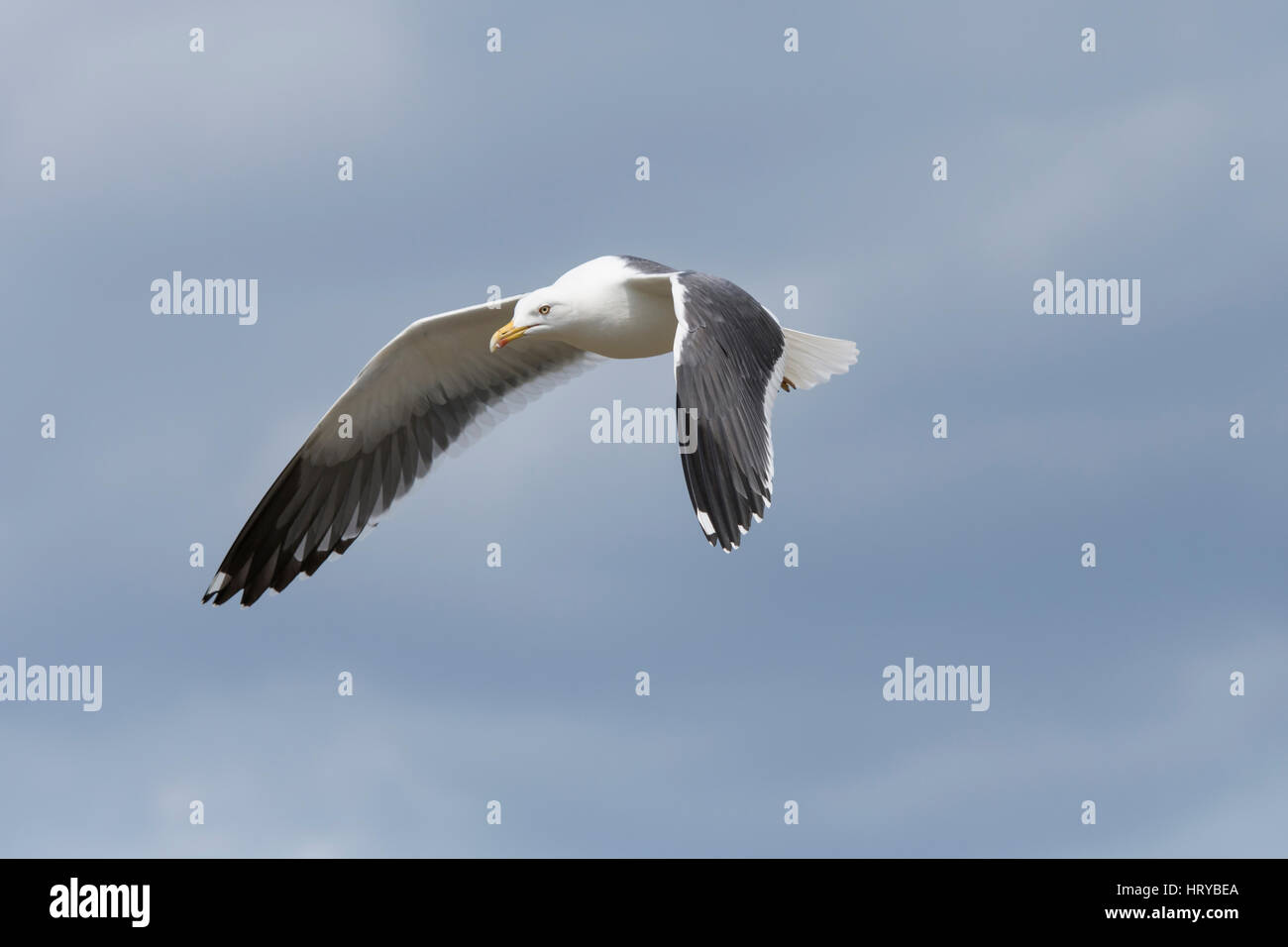 An adult Lesser Black Backed Gull (Larus fuscus) in flight against grey ...