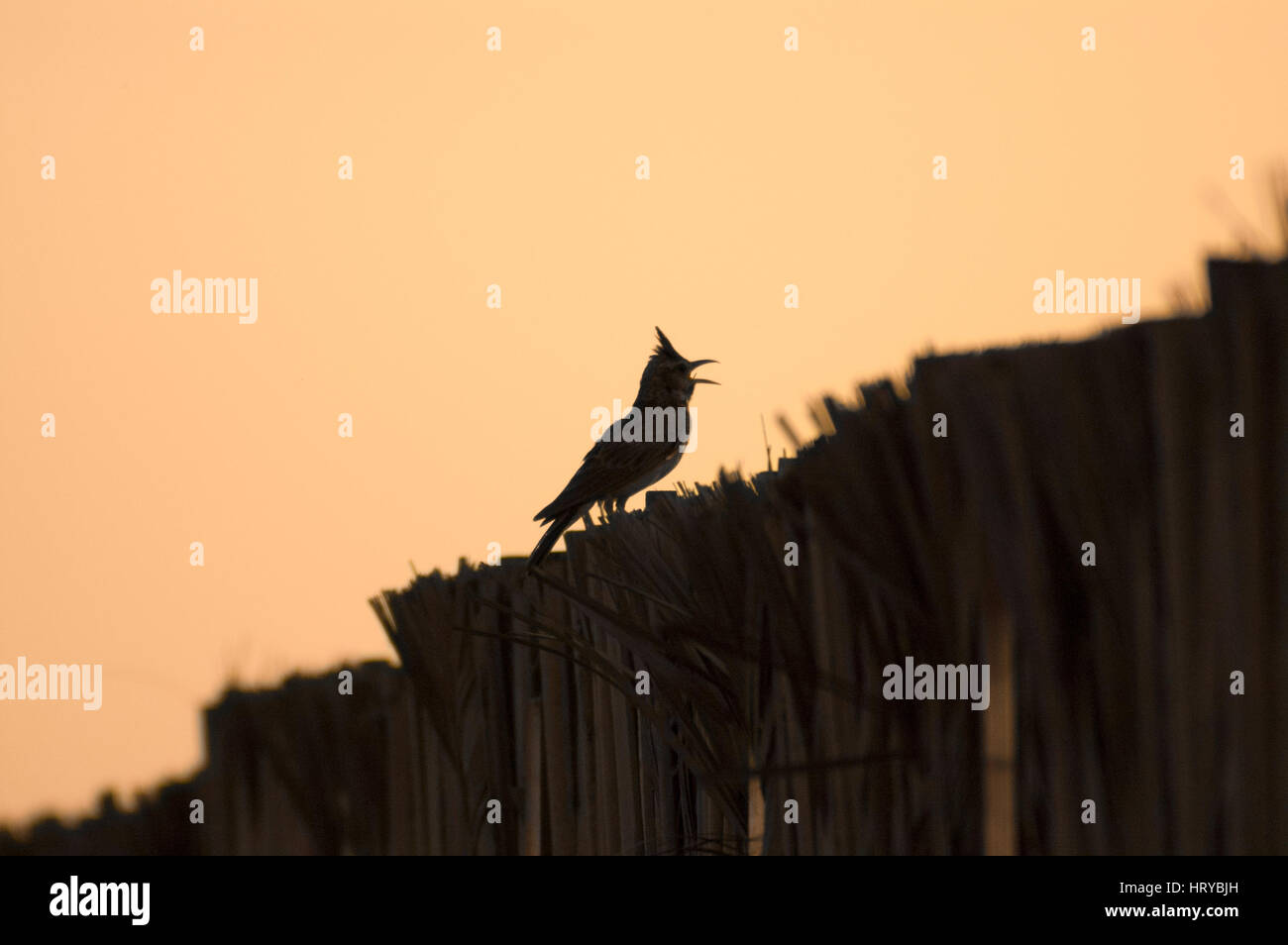 Lark singing hi-res stock photography and images - Alamy