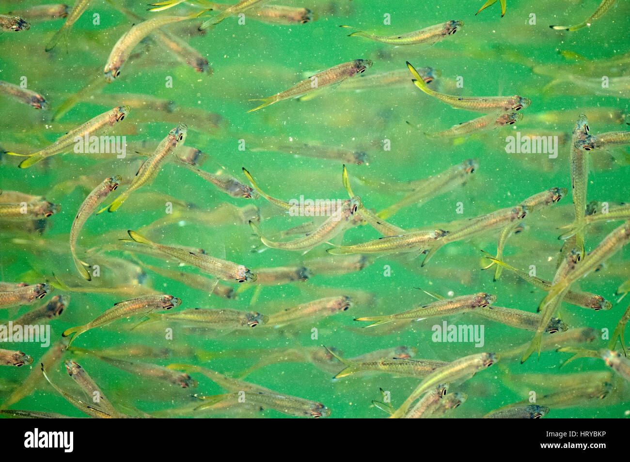 school of small fish from above Stock Photo - Alamy