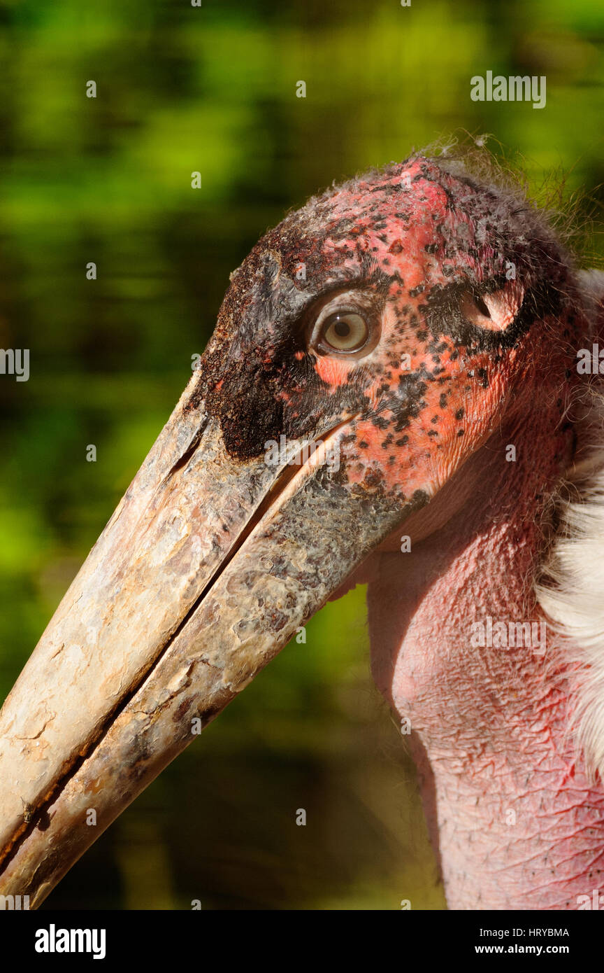 close-up of marabou stork head from side Stock Photo - Alamy