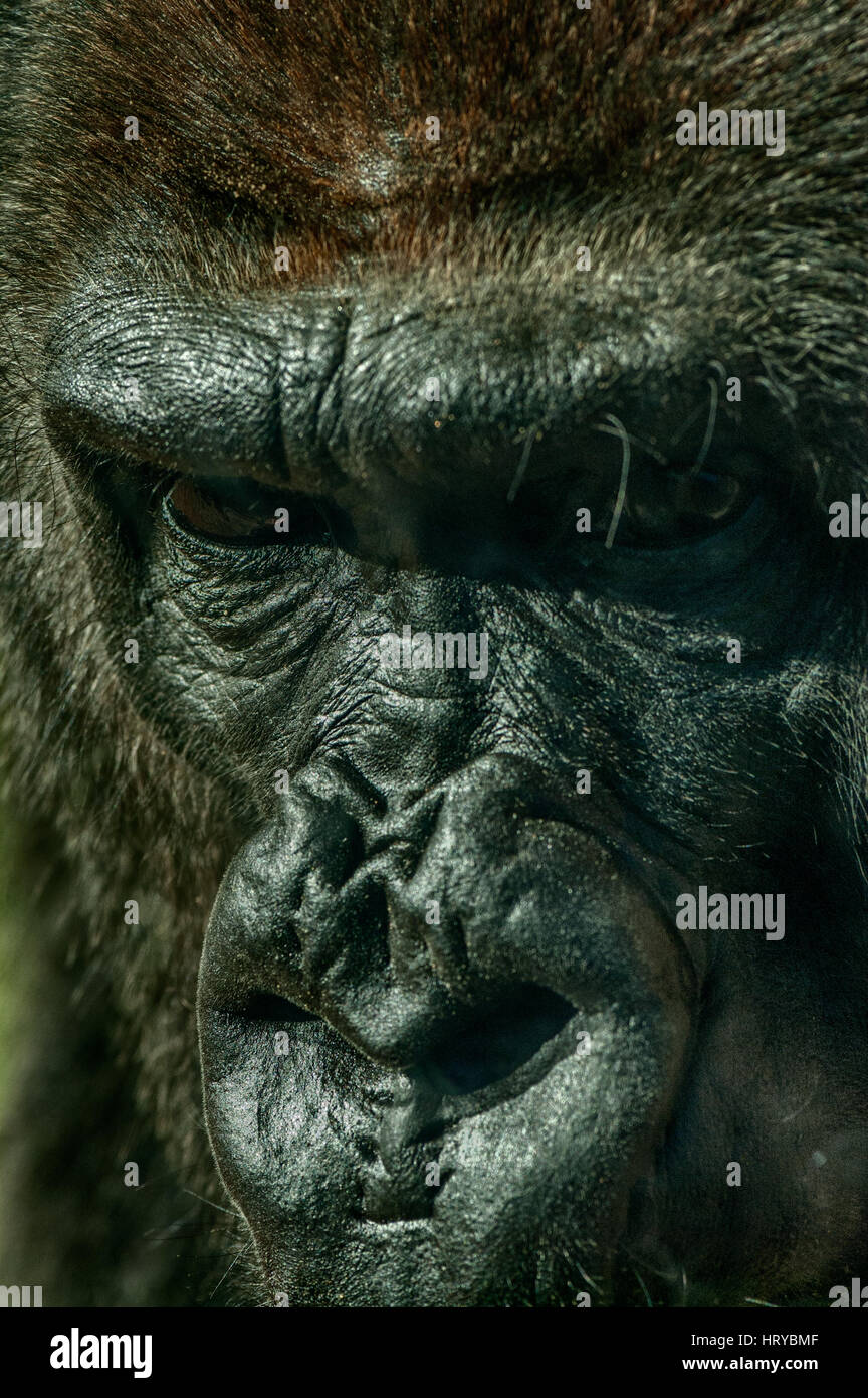 close-up portrait of gorilla Stock Photo - Alamy