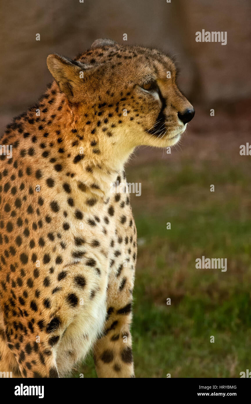 portrait of cheetah from side Stock Photo - Alamy