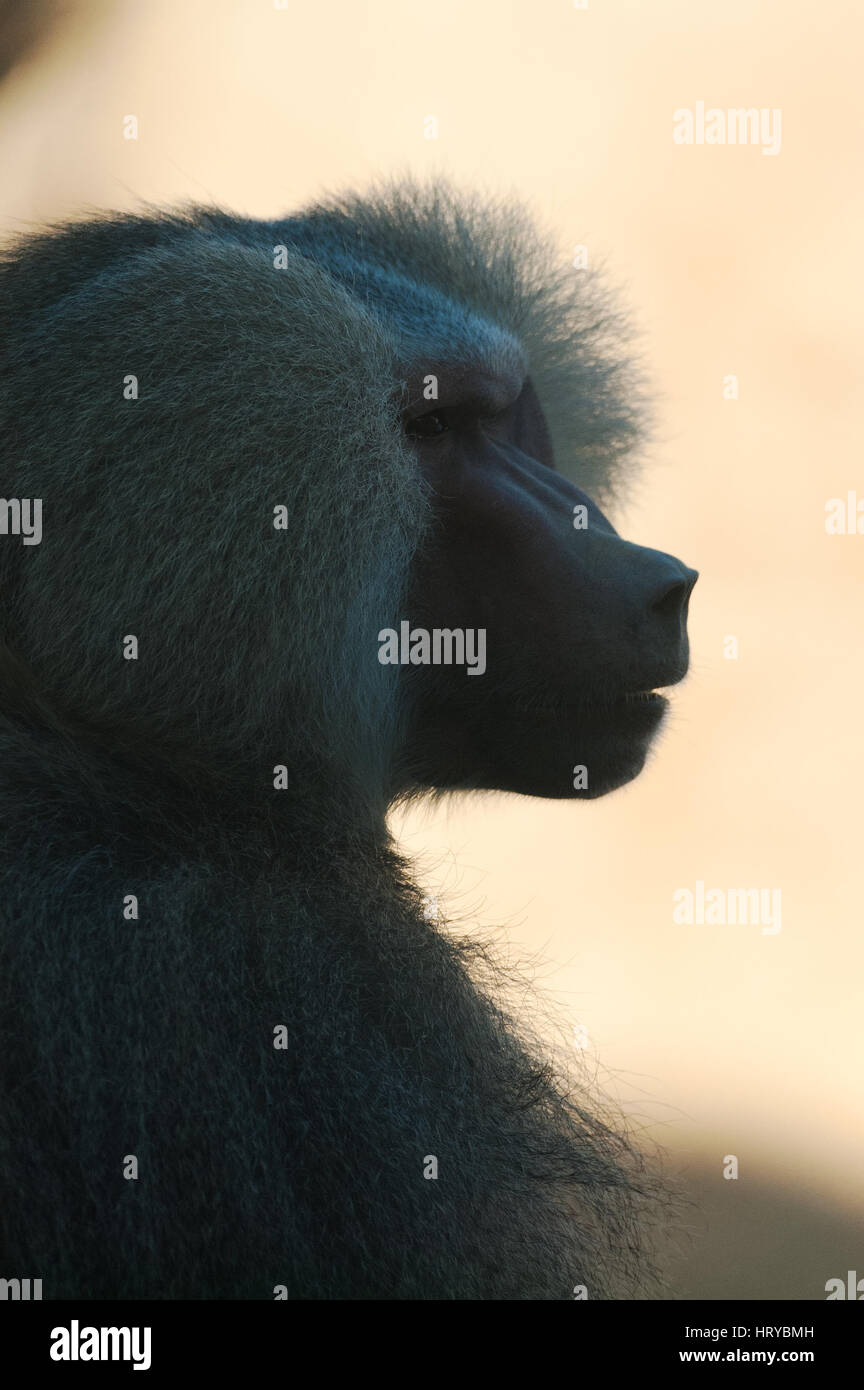 baboon head from profile Stock Photo - Alamy