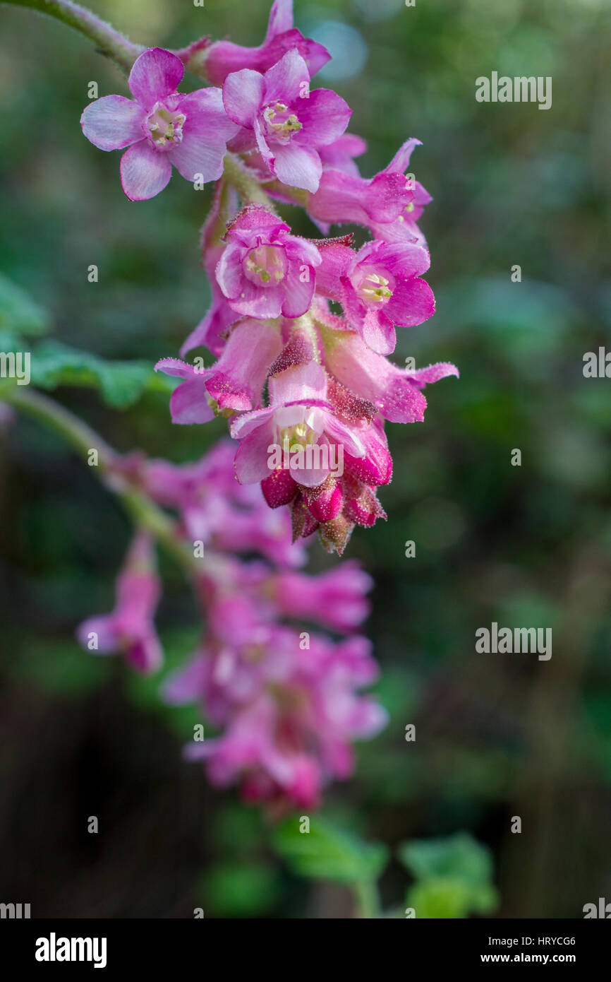 Pink flowers of Chaparral Currant, Ribes malvaceum, in nature in ...