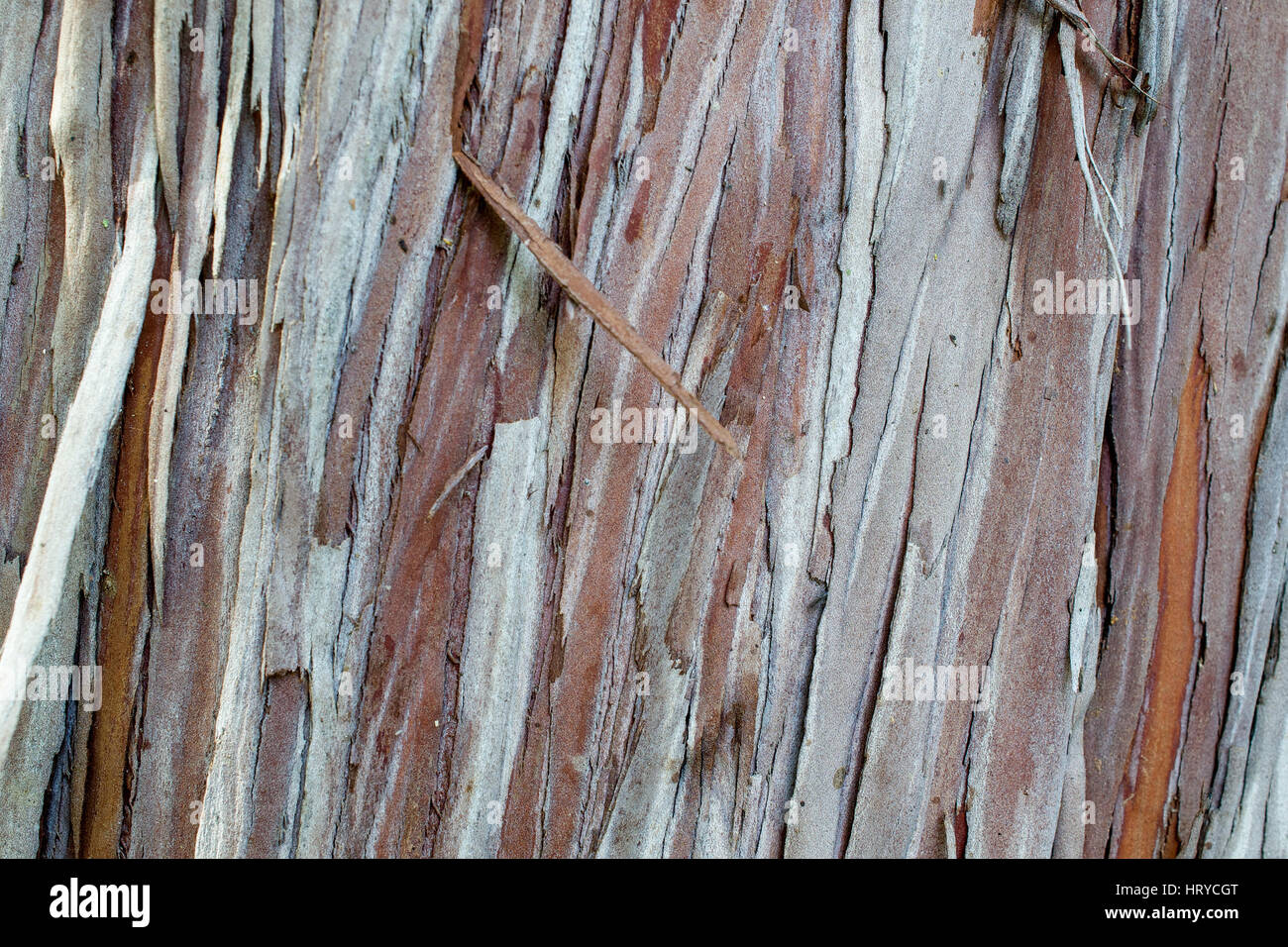 The bark of a Santa Cruz Island Ironwood, Lyonothamnus floribundus ssp ...