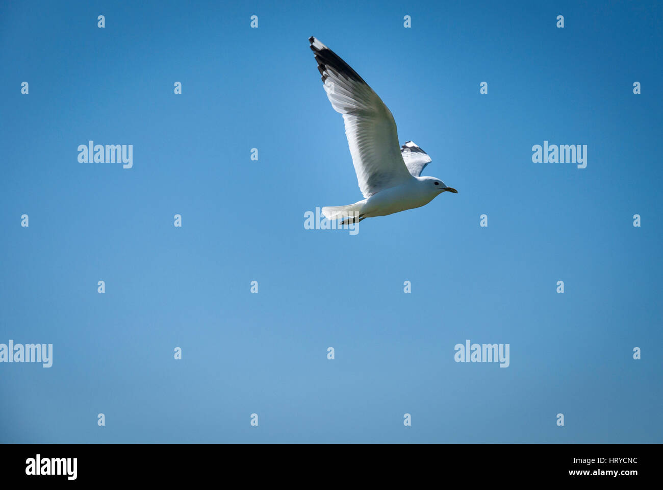 Common Gull, Larus canus on the isle of Tiree, Scotland Stock Photo - Alamy