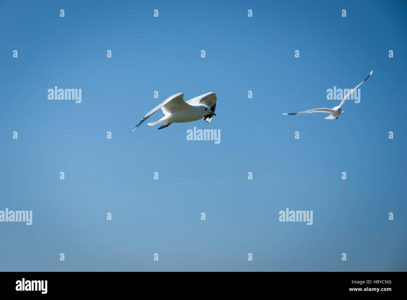 Tiree june hi-res stock photography and images - Alamy