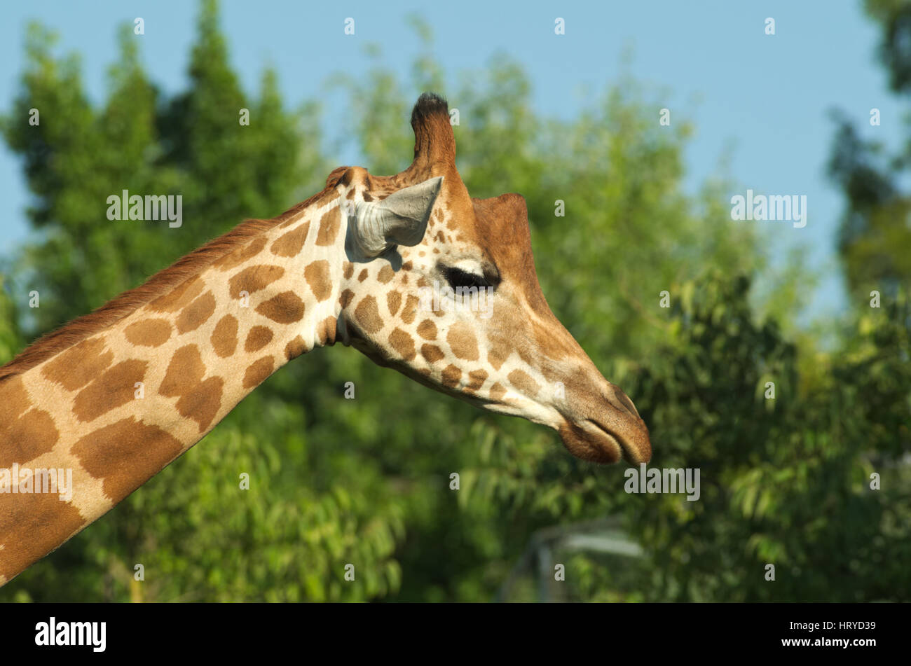 Ossicones on giraffe hi-res stock photography and images - Alamy