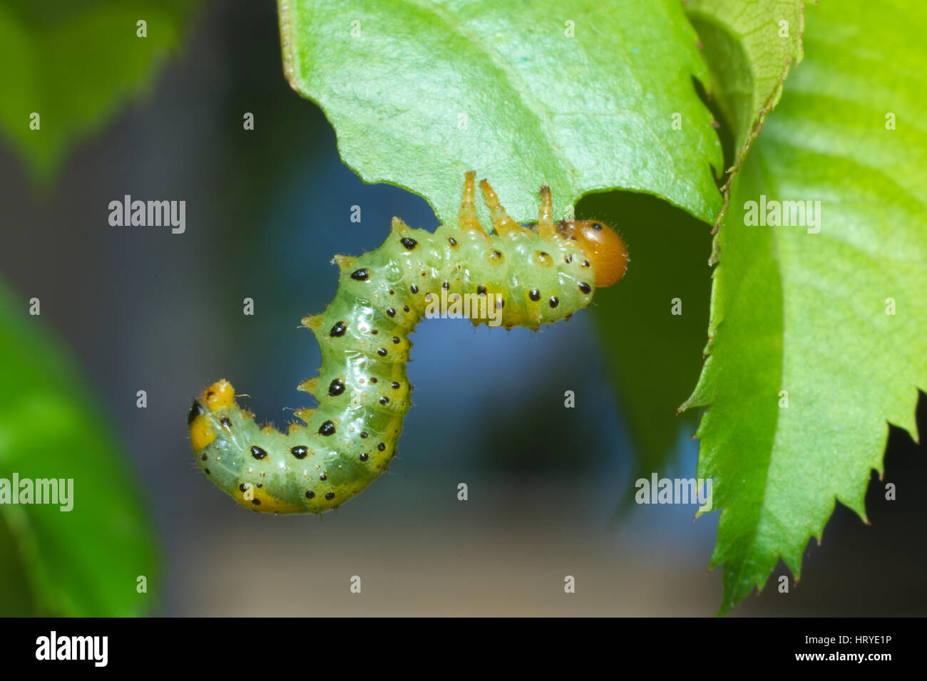 Sawfly Larvae Stock Photos & Sawfly Larvae Stock Images - Alamy